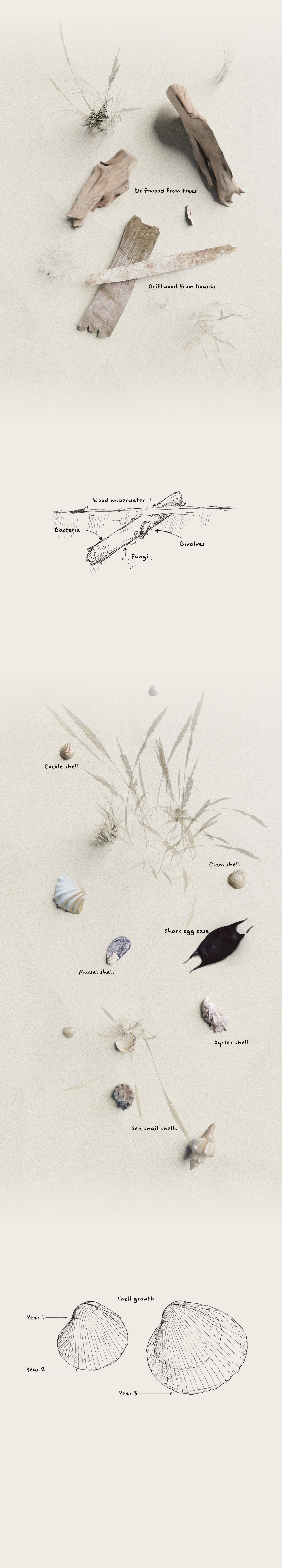 A visual story about the origins behind your beachcombing treasures ...