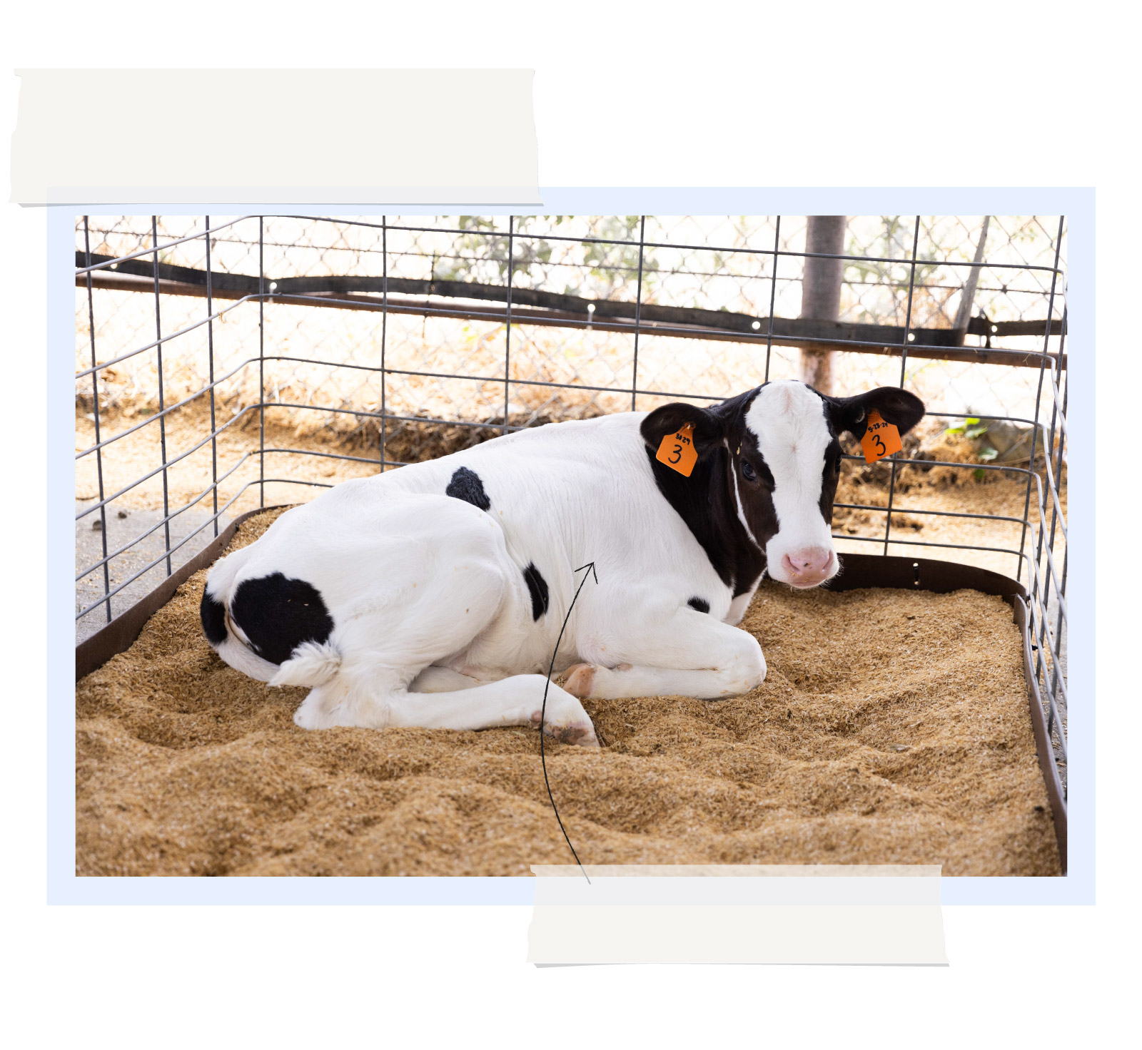 Gene editors are modifying cow guts to stop their planet-warming burps ...