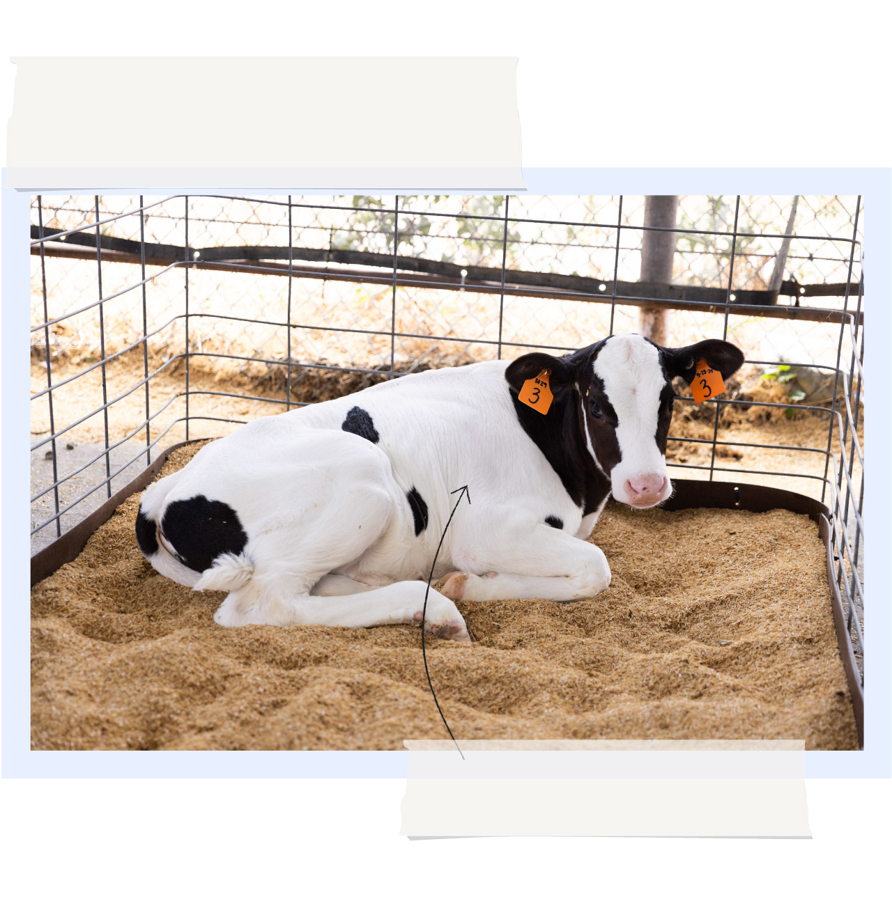 Gene editors are modifying cow guts to stop their planet-warming burps ...