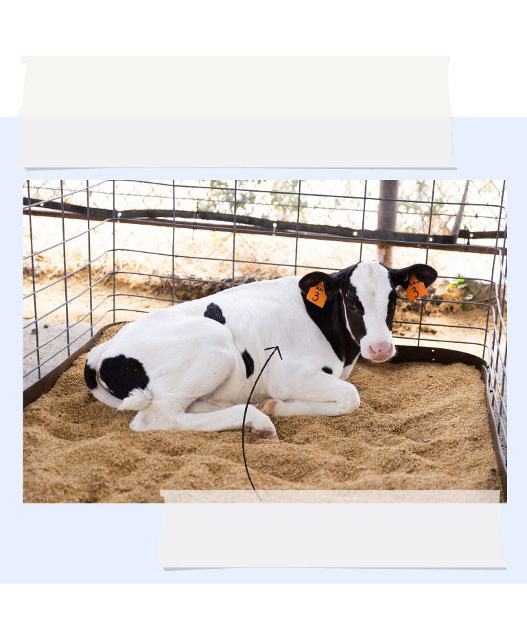 Gene editors are modifying cow guts to stop their planet-warming burps ...