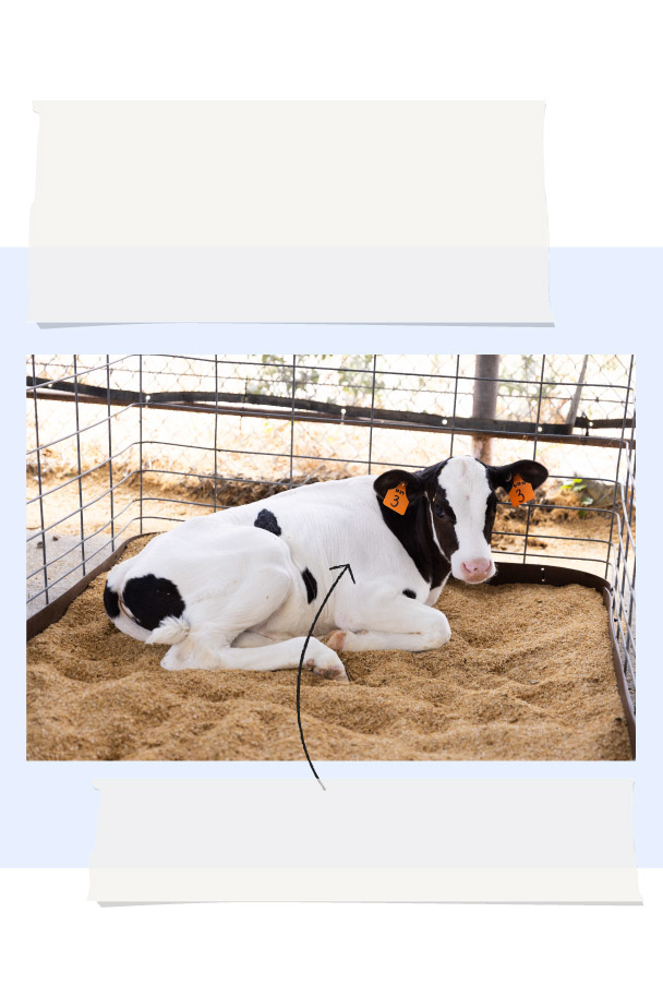 Gene editors are modifying cow guts to stop their planet-warming burps ...