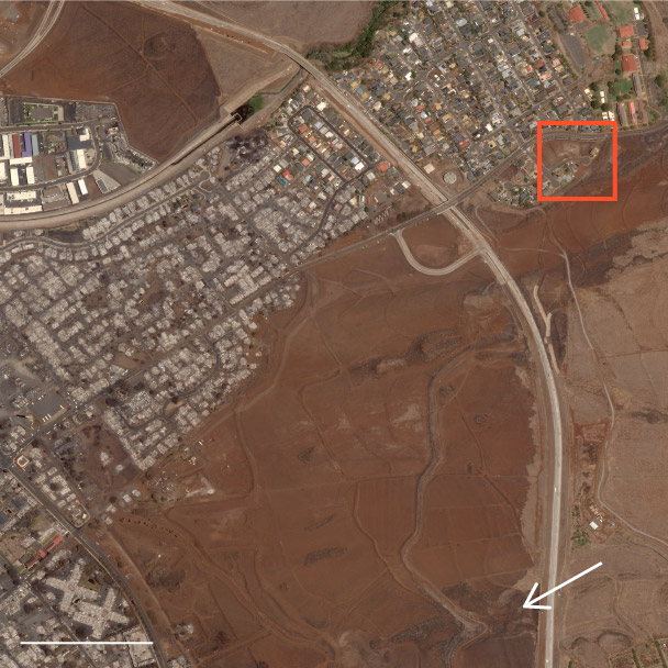 Maui’s unmanaged invasive grasslands strengthened the Lahaina fires ...