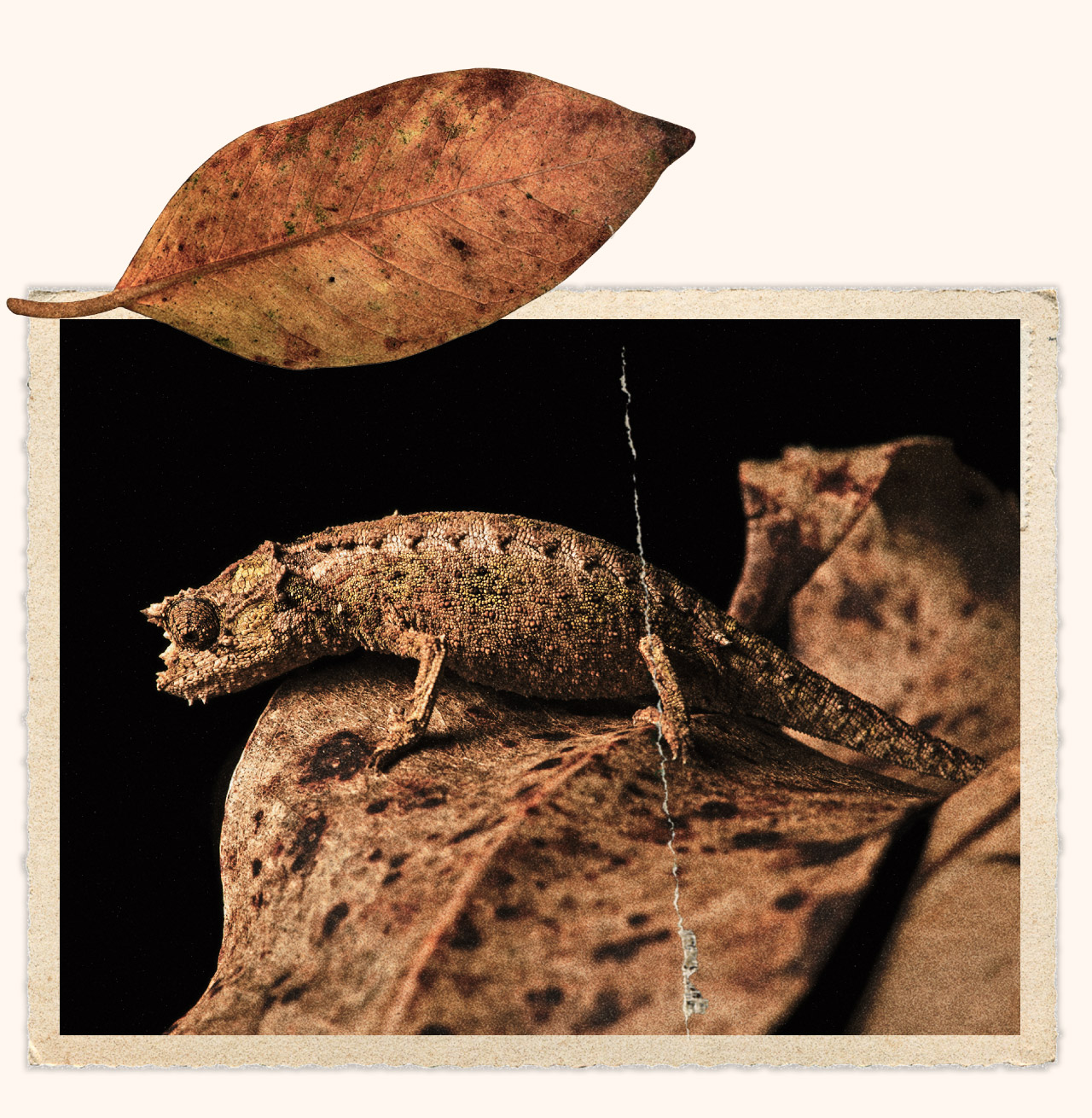 Animal costume contest: Vote the best disguises in the animal world ...