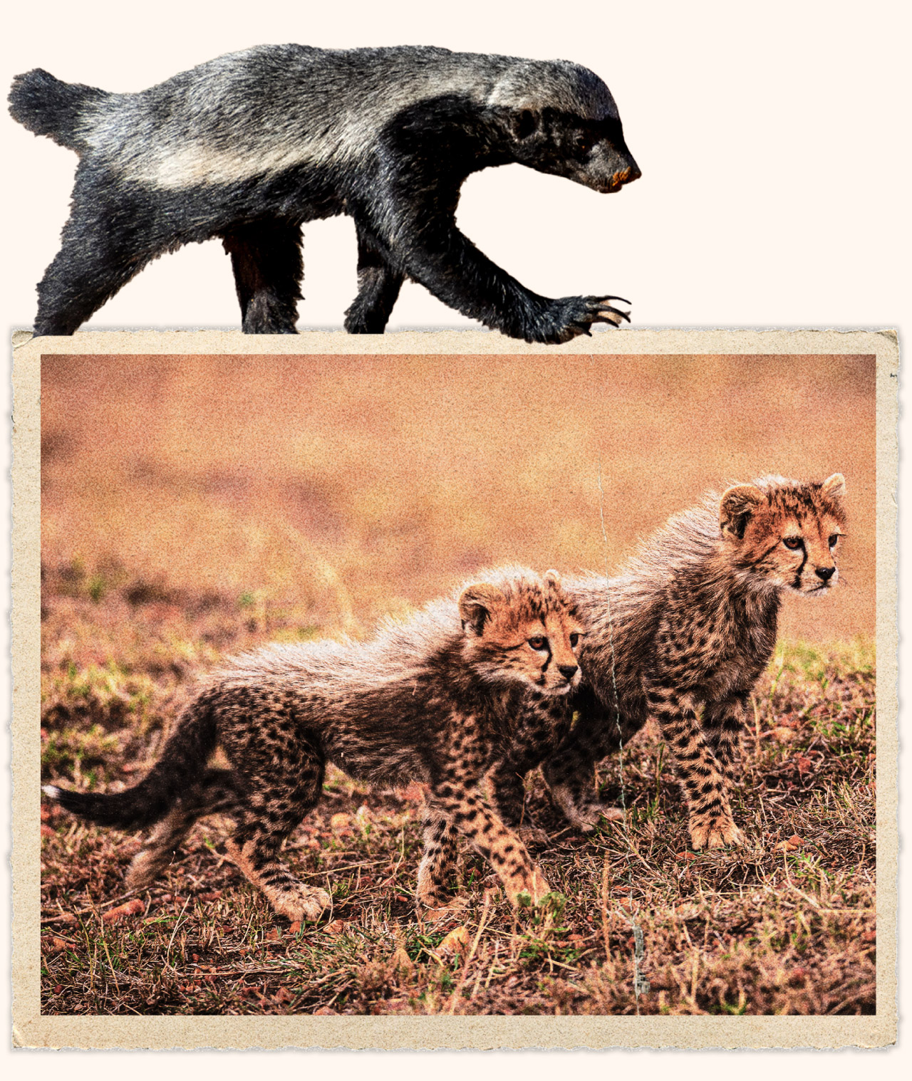 Animal costume contest: Vote the best disguises in the animal world ...