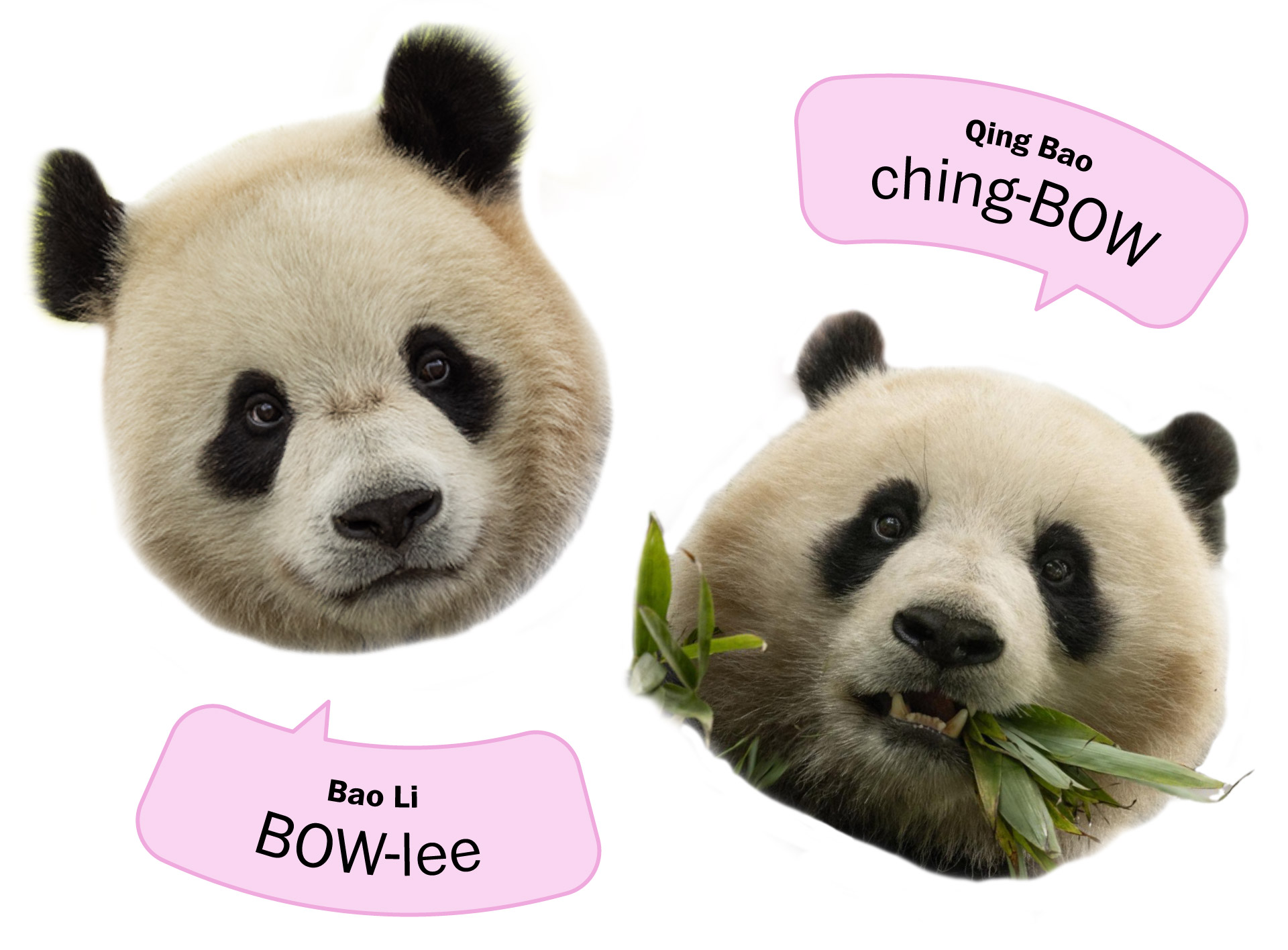 How to say the names of D.C.'s pandas, including Bao Li and Qing Bao ...