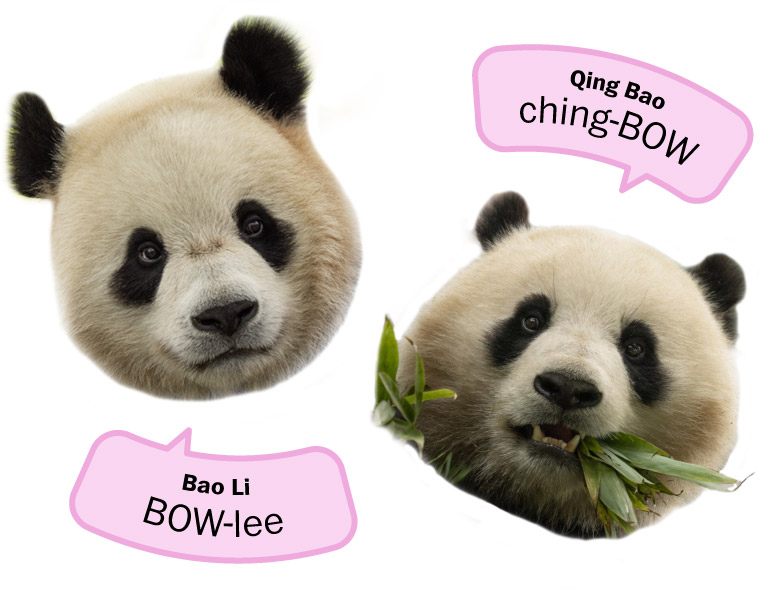 How to say the names of D.C.'s pandas, including Bao Li and Qing Bao ...