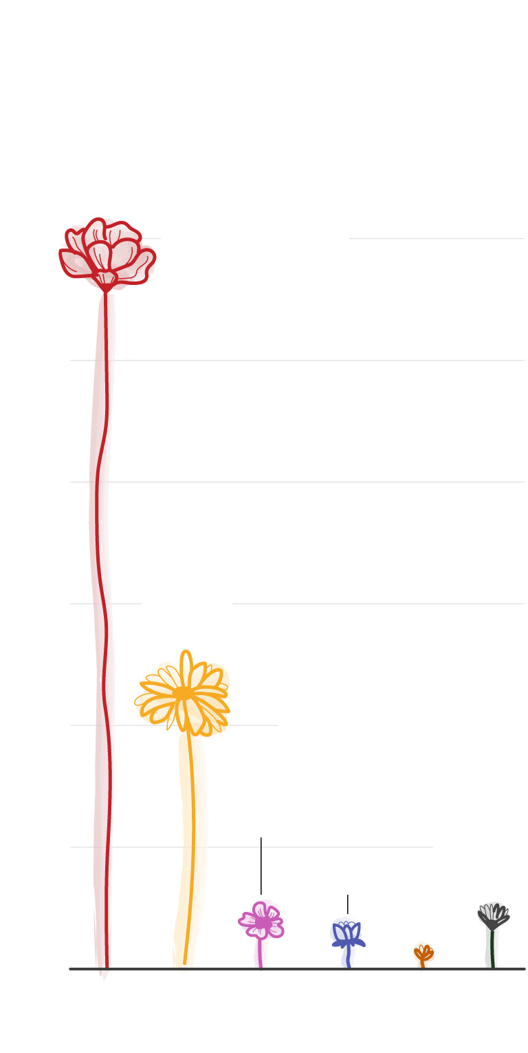 Valentine’s Day flowers: A journey from Colombia to the U.S ...